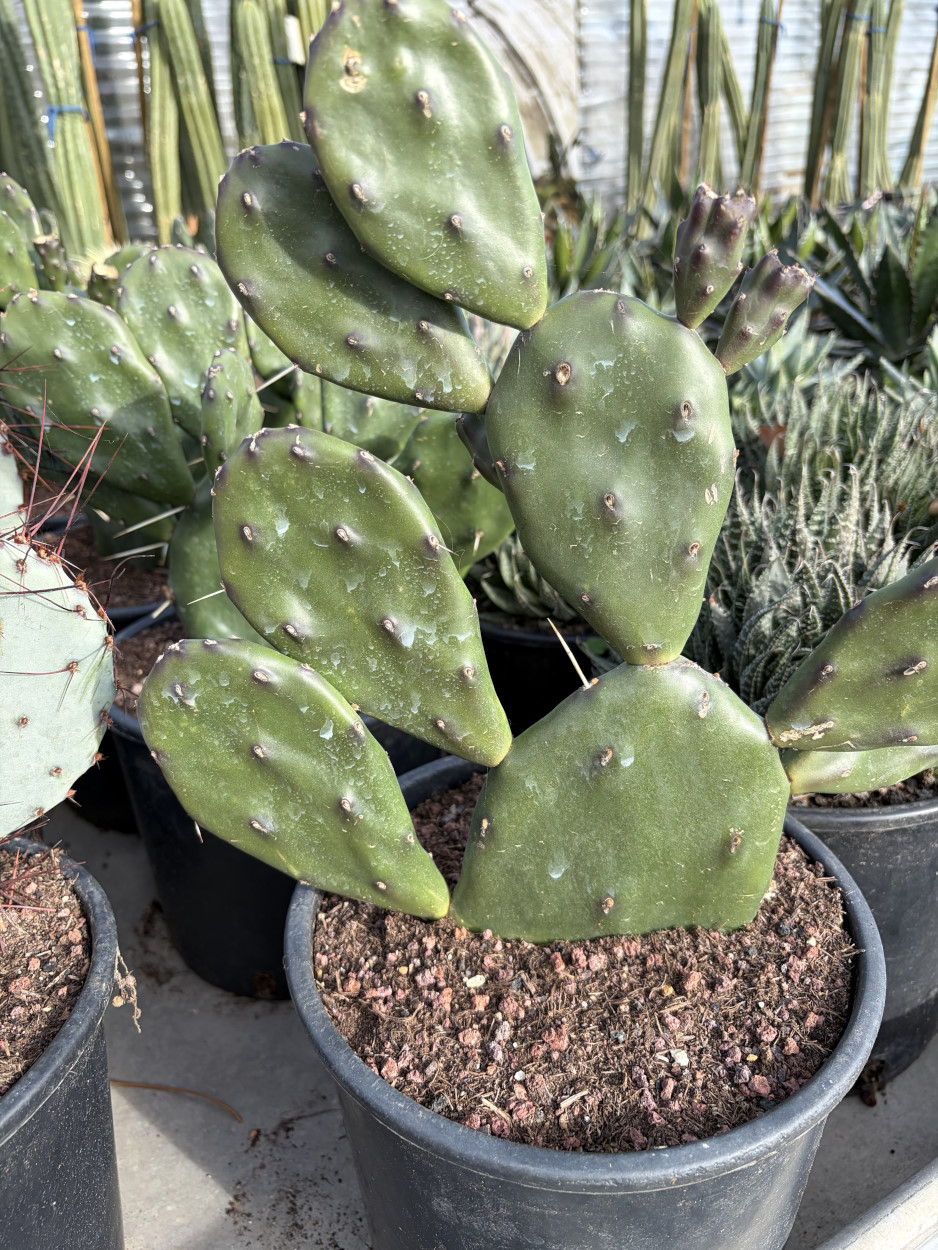 Opuntia Humifusa Taste