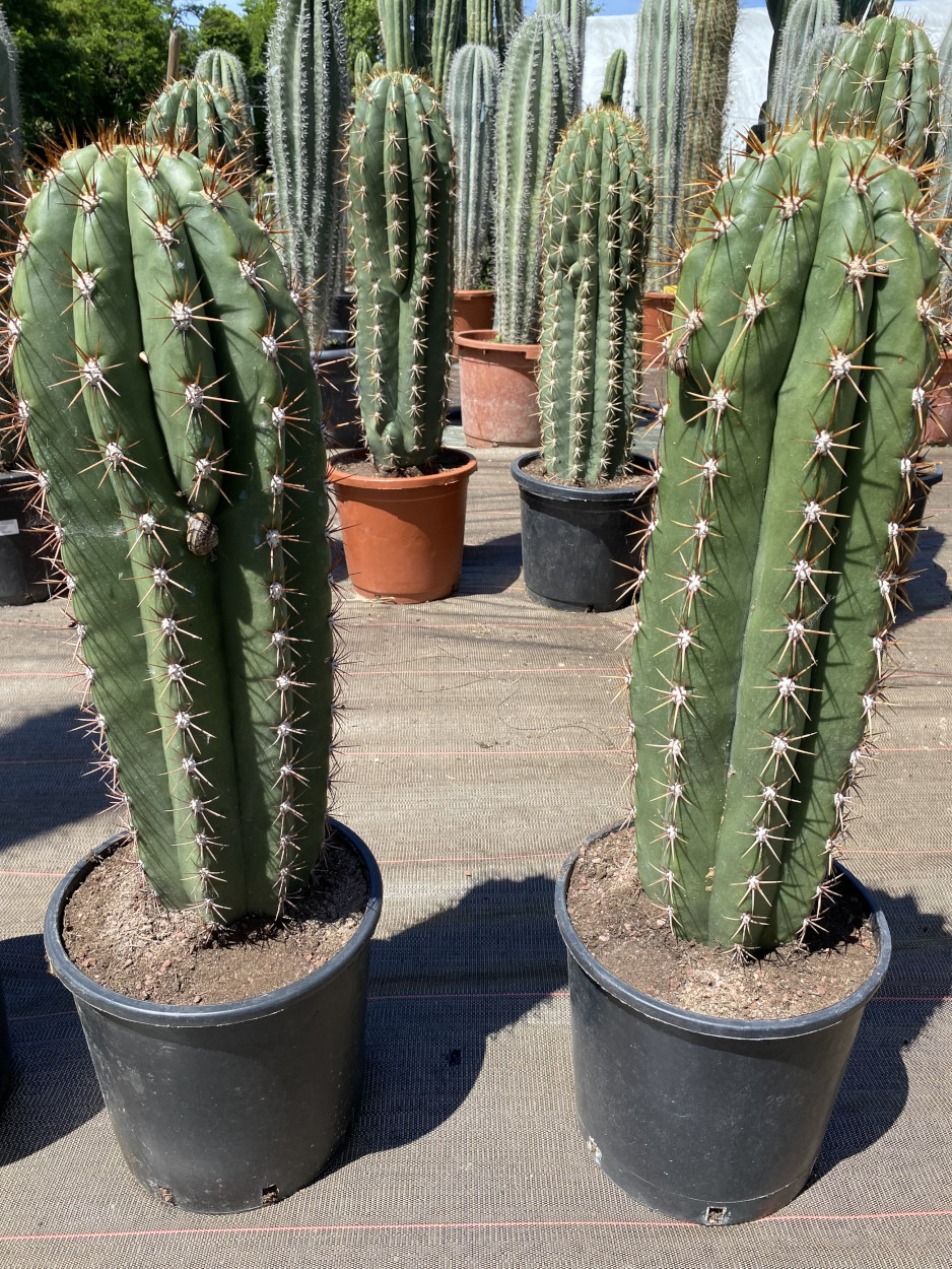 Trichocereus Validus - Cactus | Atypic Cactus